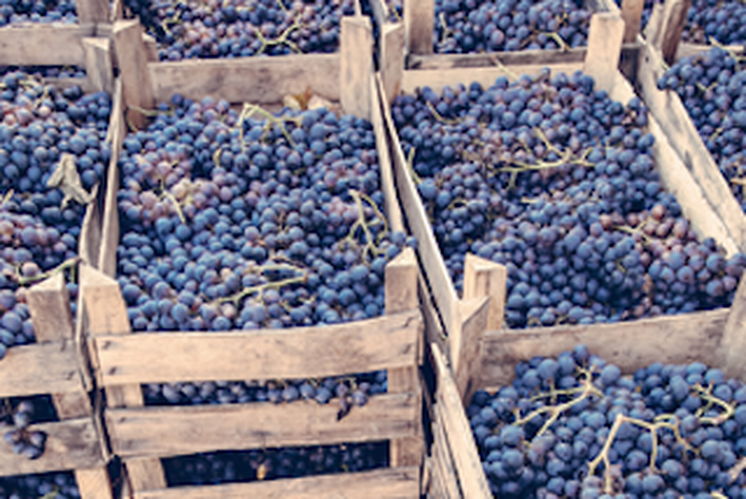 Alles over Amarone | Gall & Gall