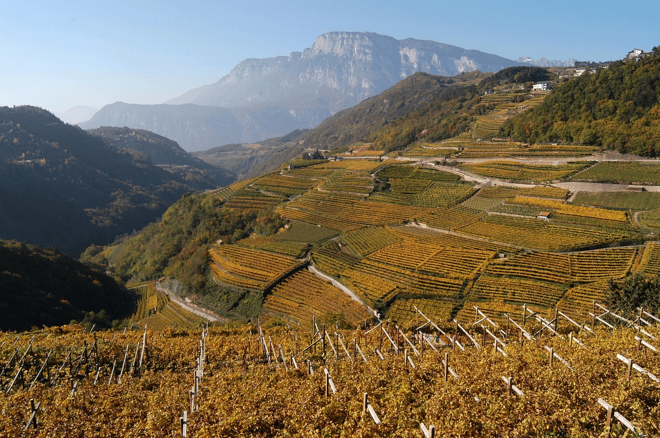 Lavis Classici Sauvignon Blanc - 75CL kopen? | Gall & Gall